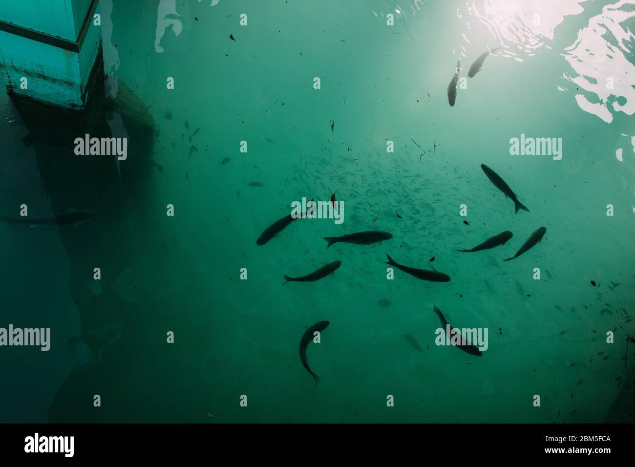 Fish swim in sea top hi-res stock photography and images - Alamy