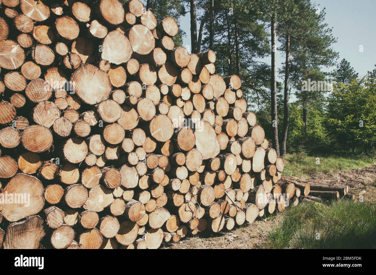 Forestry chop hi-res stock photography and images - Alamy