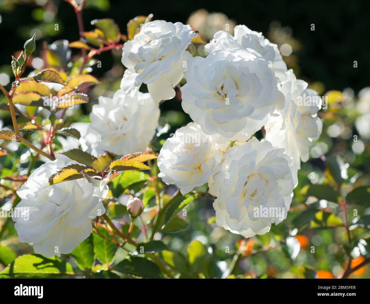 Flower white rose in the garden Stock Photo - Alamy