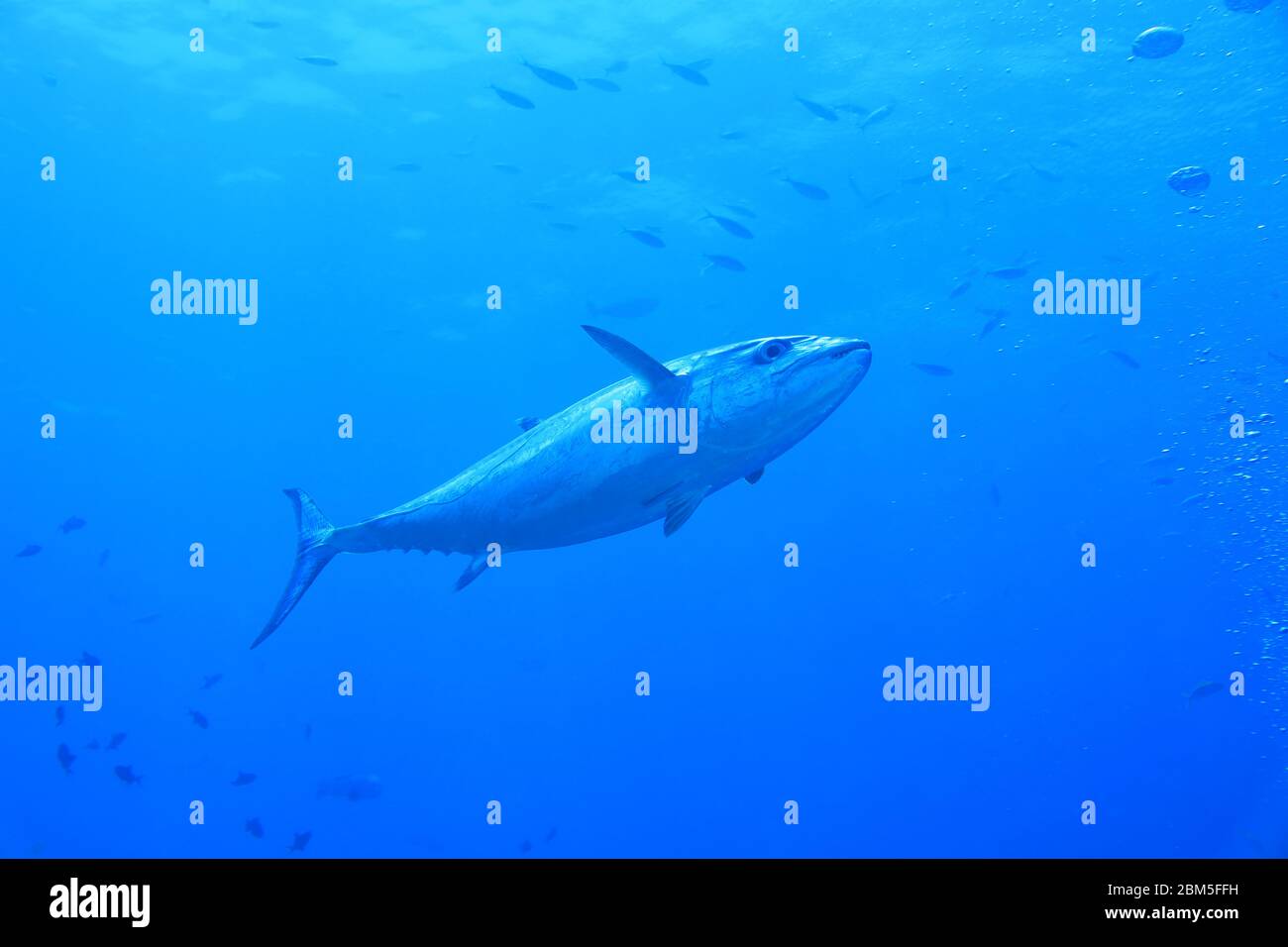 Dogtooth tuna fish (Gymnosarda unicolor) underwater in the tropical ...