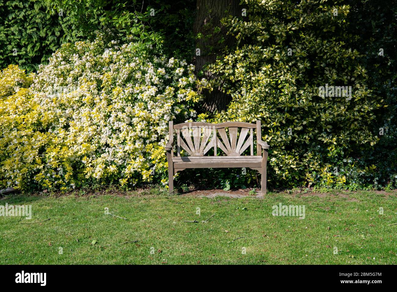 garden bench set against a background of shrubs in the sunlight in an ...