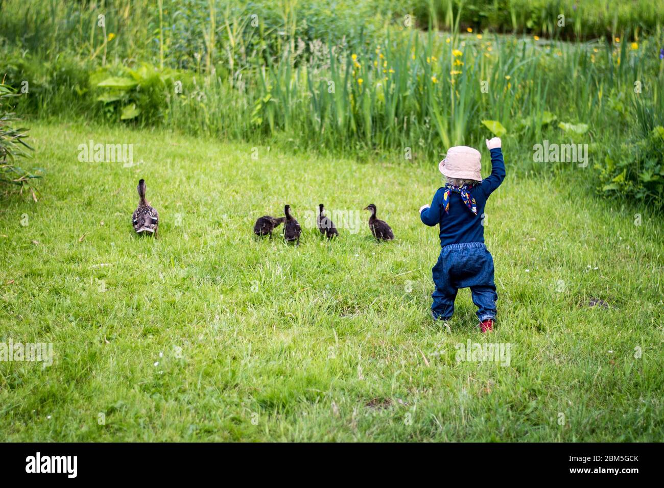 child is chasing some ducks in the garden Stock Photo - Alamy