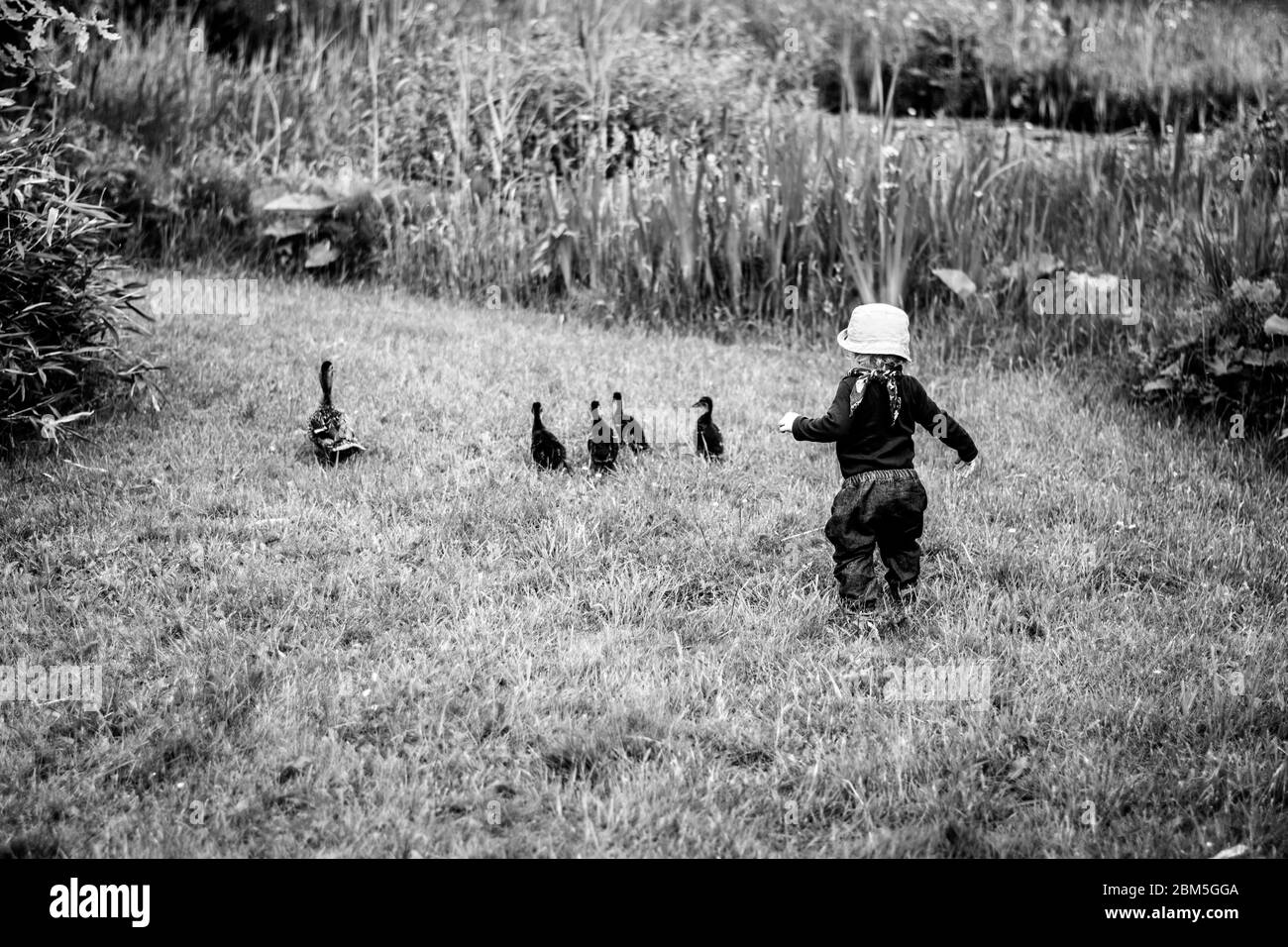 child is chasing some ducks in the garden Stock Photo - Alamy