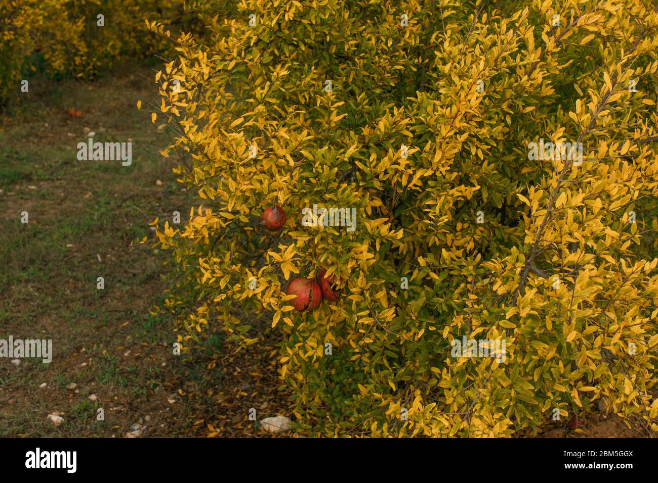 Cyprus wildflowers hi-res stock photography and images - Alamy