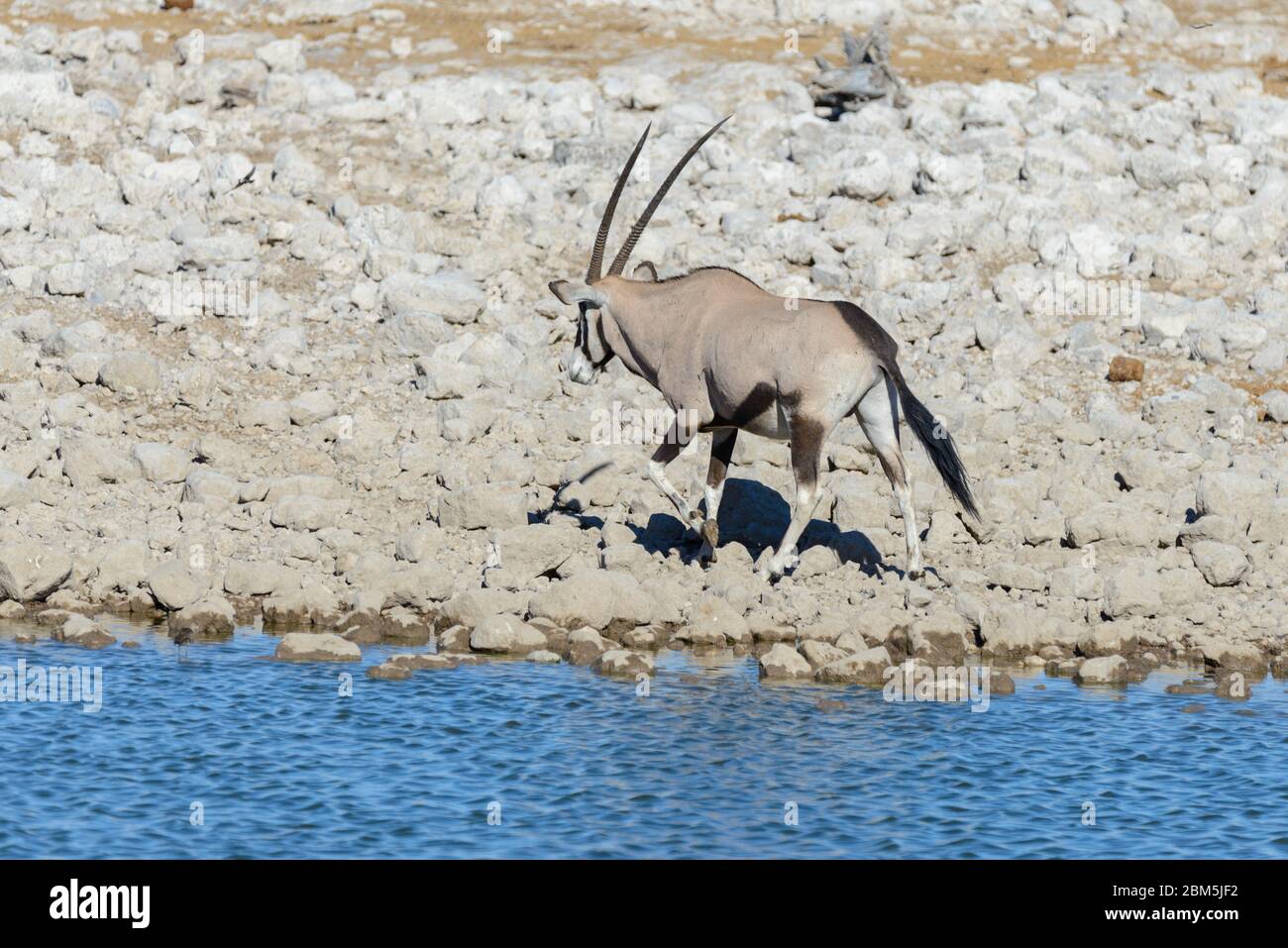 Wild oryx antelope in the African savannah Stock Photo - Alamy