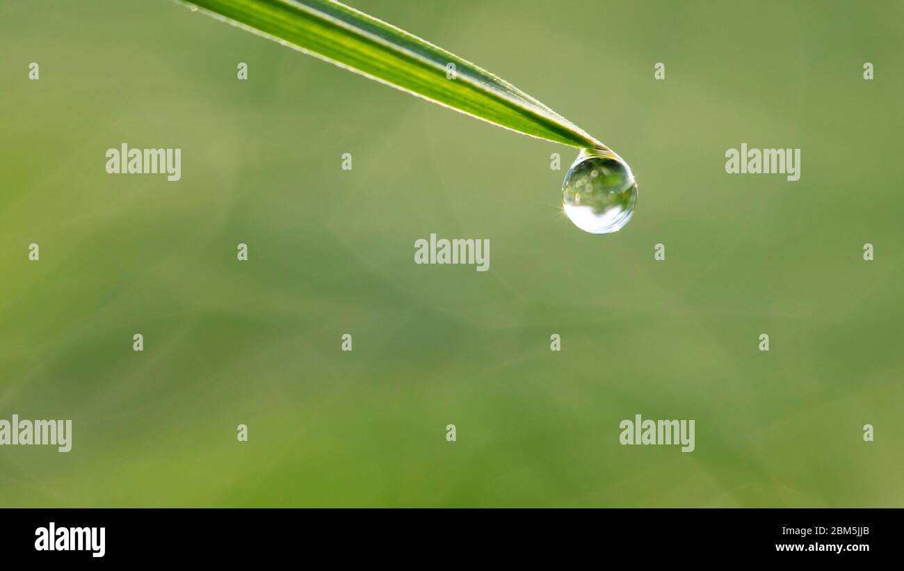 Green natural fresh background. Large drops of dew on fresh green grass ...