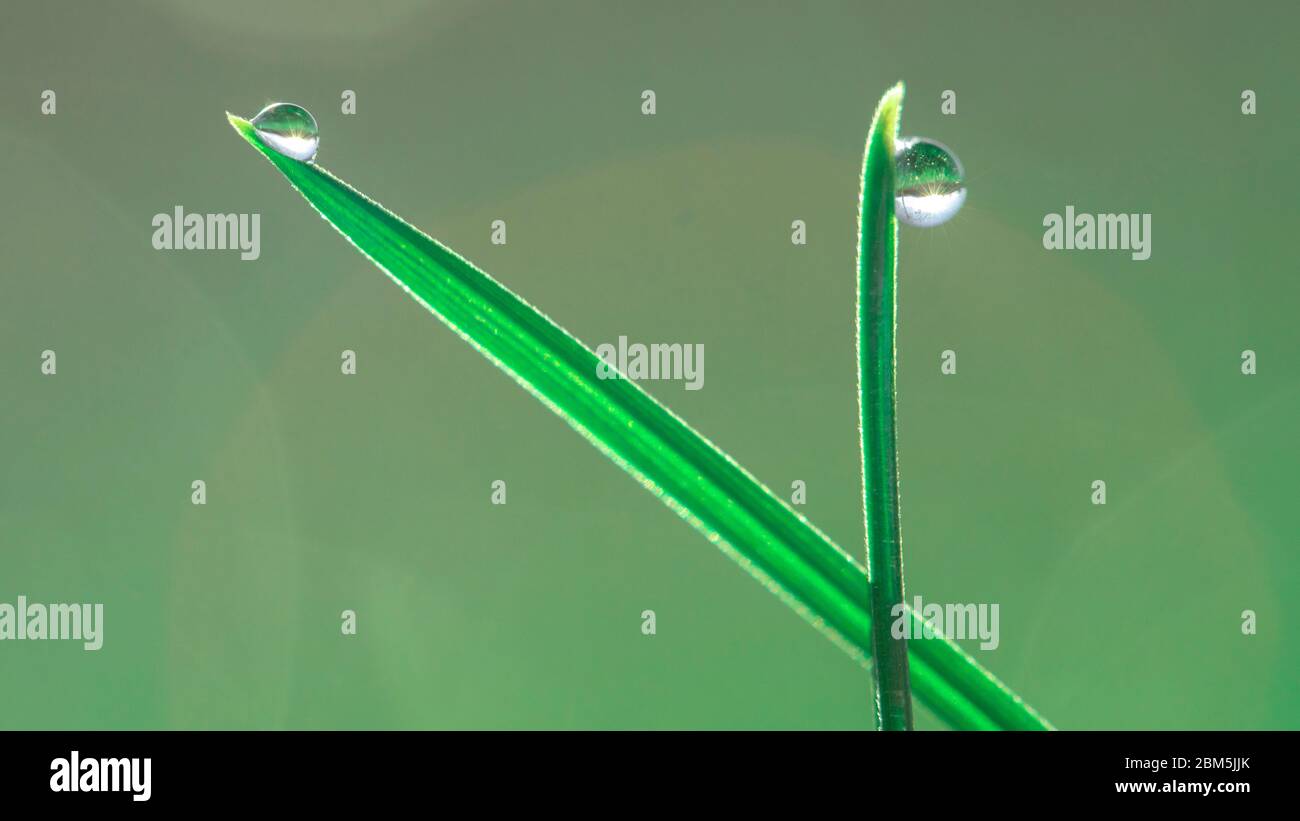 Green natural fresh background. Large drops of dew on fresh green grass ...