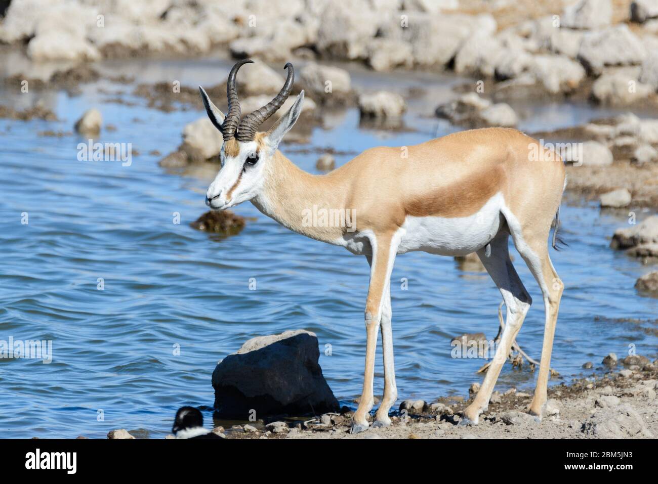 Wild springbok antelopes in the African savanna Stock Photo - Alamy