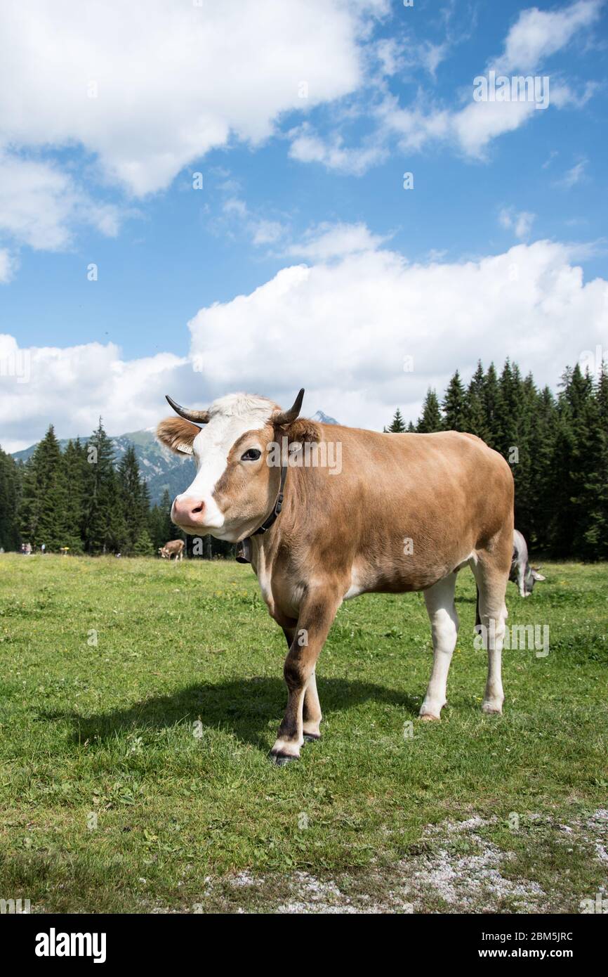 Alpen cow hi-res stock photography and images - Alamy