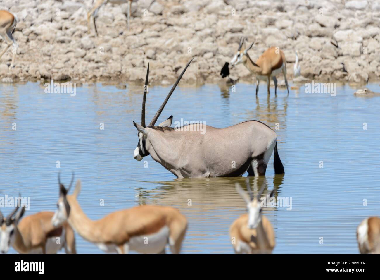 Wild oryx antelope in the African savannah Stock Photo - Alamy
