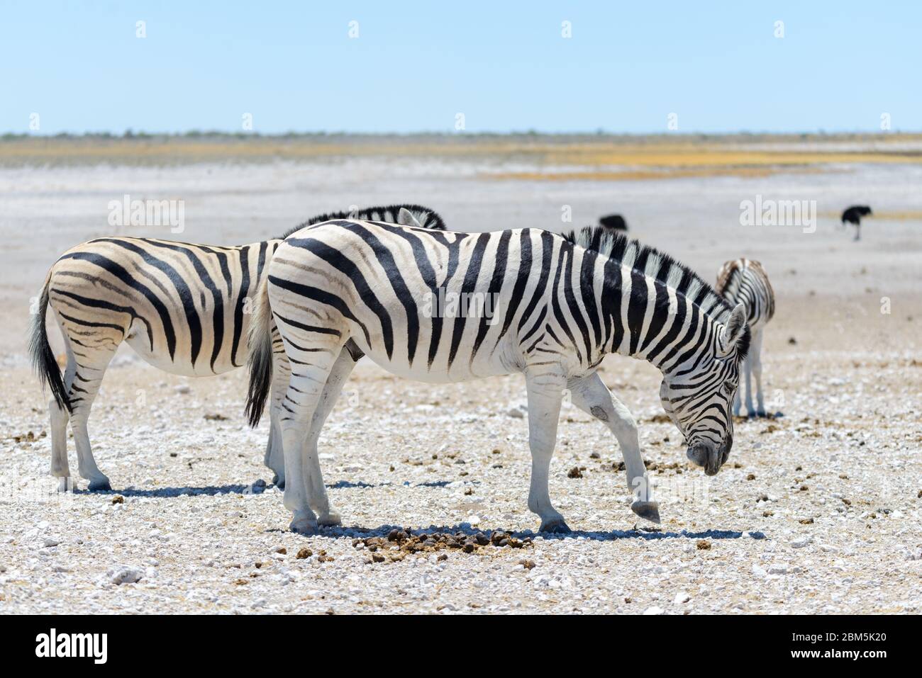 Wild zebras walking in the African savanna Stock Photo - Alamy