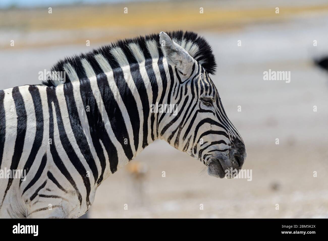 Zebra's head close up Stock Photo - Alamy
