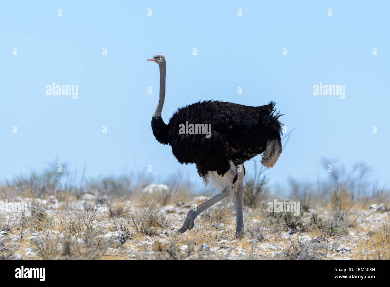 Wild ostrich walking in the African savannah Stock Photo - Alamy