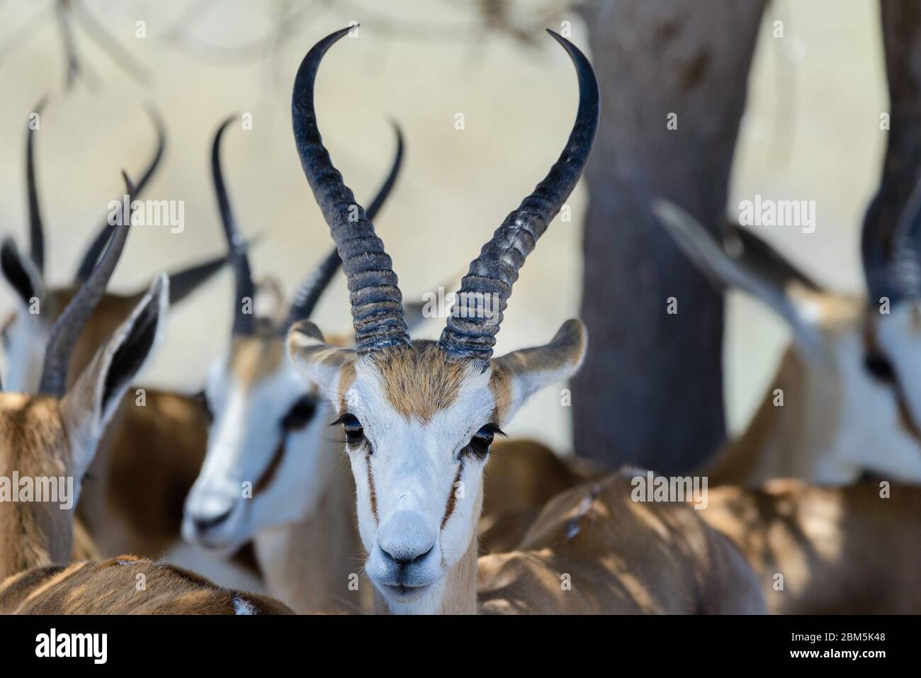 Wild springbok antelope portrait in the African savanna close up Stock ...