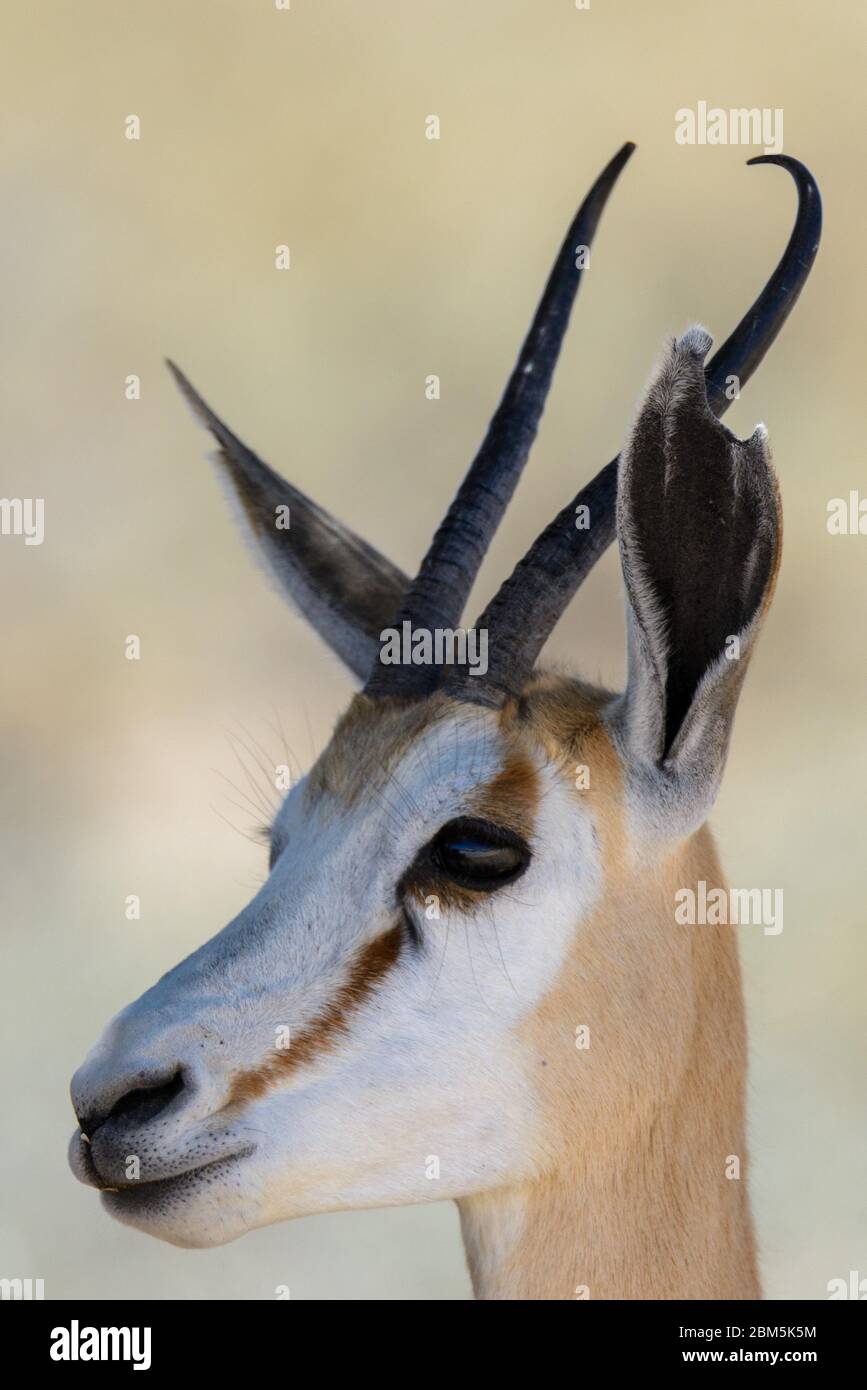 Wild springbok antelope portrait in the African savanna close up Stock ...