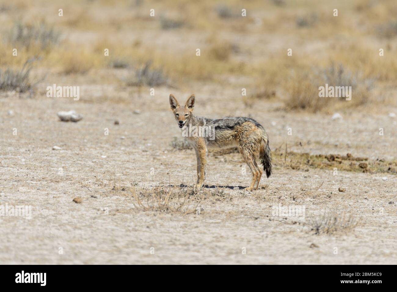 Wild jackal in the African savanna Stock Photo - Alamy