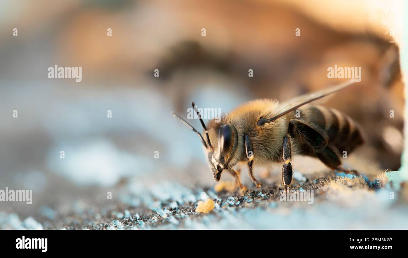 Bees at the entrance to the hive, close-up. Apiary of the Ukrainian steppe bee breed Stock Photo ...