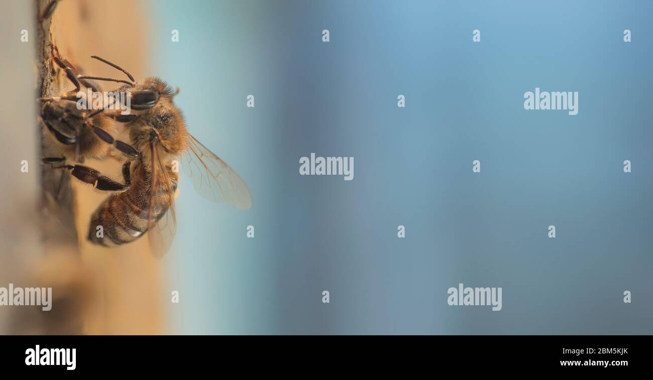 Bees at the entrance to the hive, close-up. Apiary of the Ukrainian ...