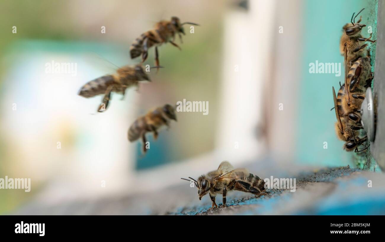 Bees at the entrance to the hive, close-up. Apiary of the Ukrainian ...
