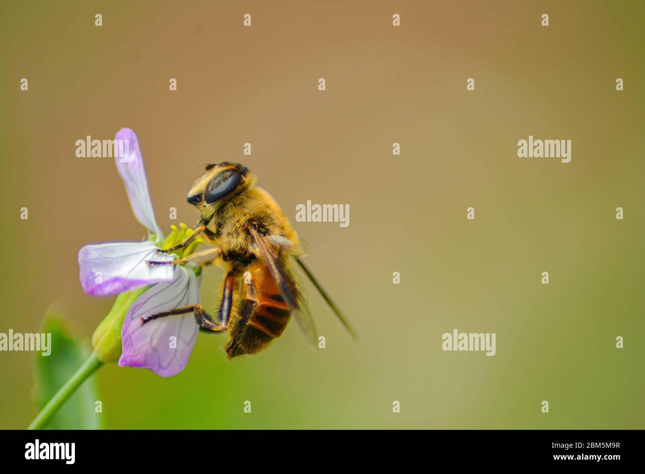 Bee busy collecting nectar Stock Photo - Alamy