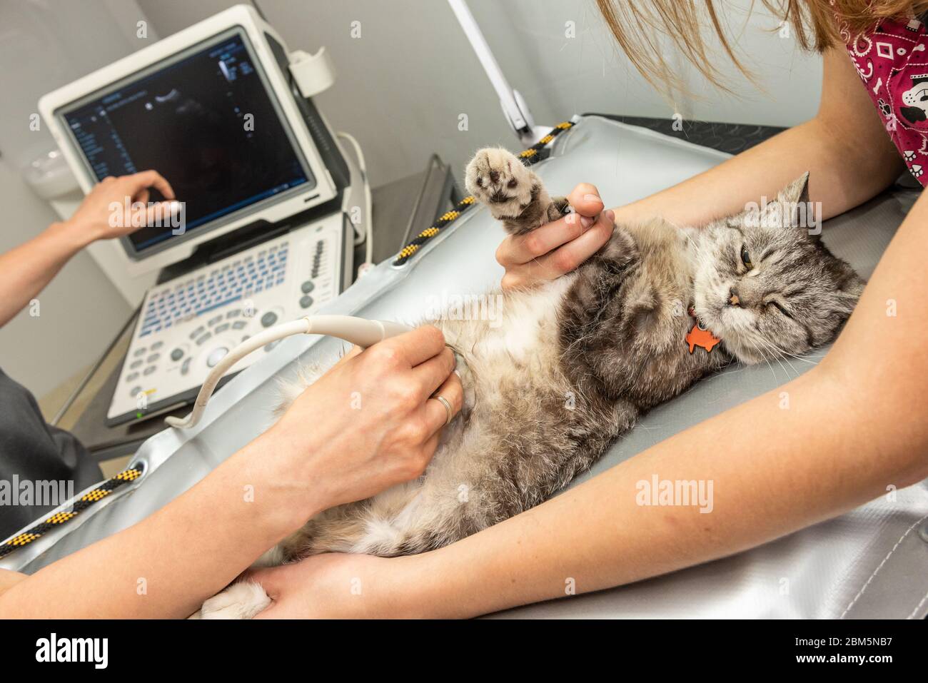 The small gray cat during ultrasound examination in vet clinic. Cat ...