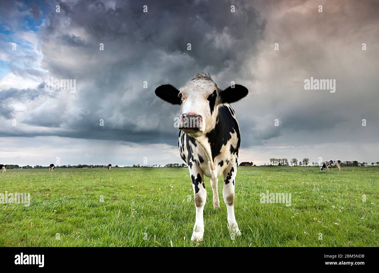 black and white cow on pasture during storm Stock Photo - Alamy