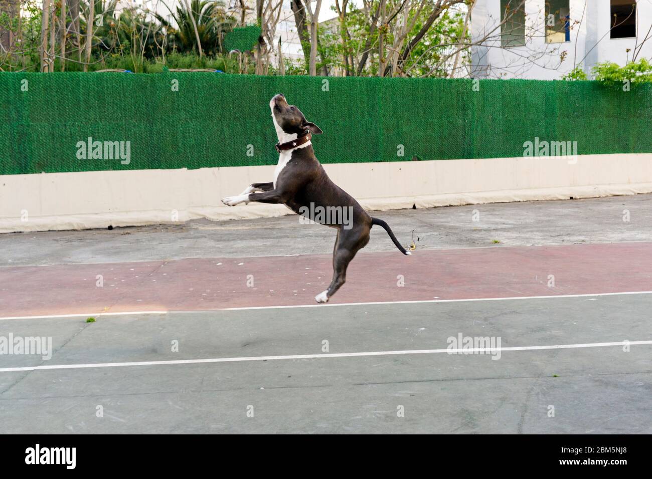 Dogs playing in the park Stock Photo - Alamy