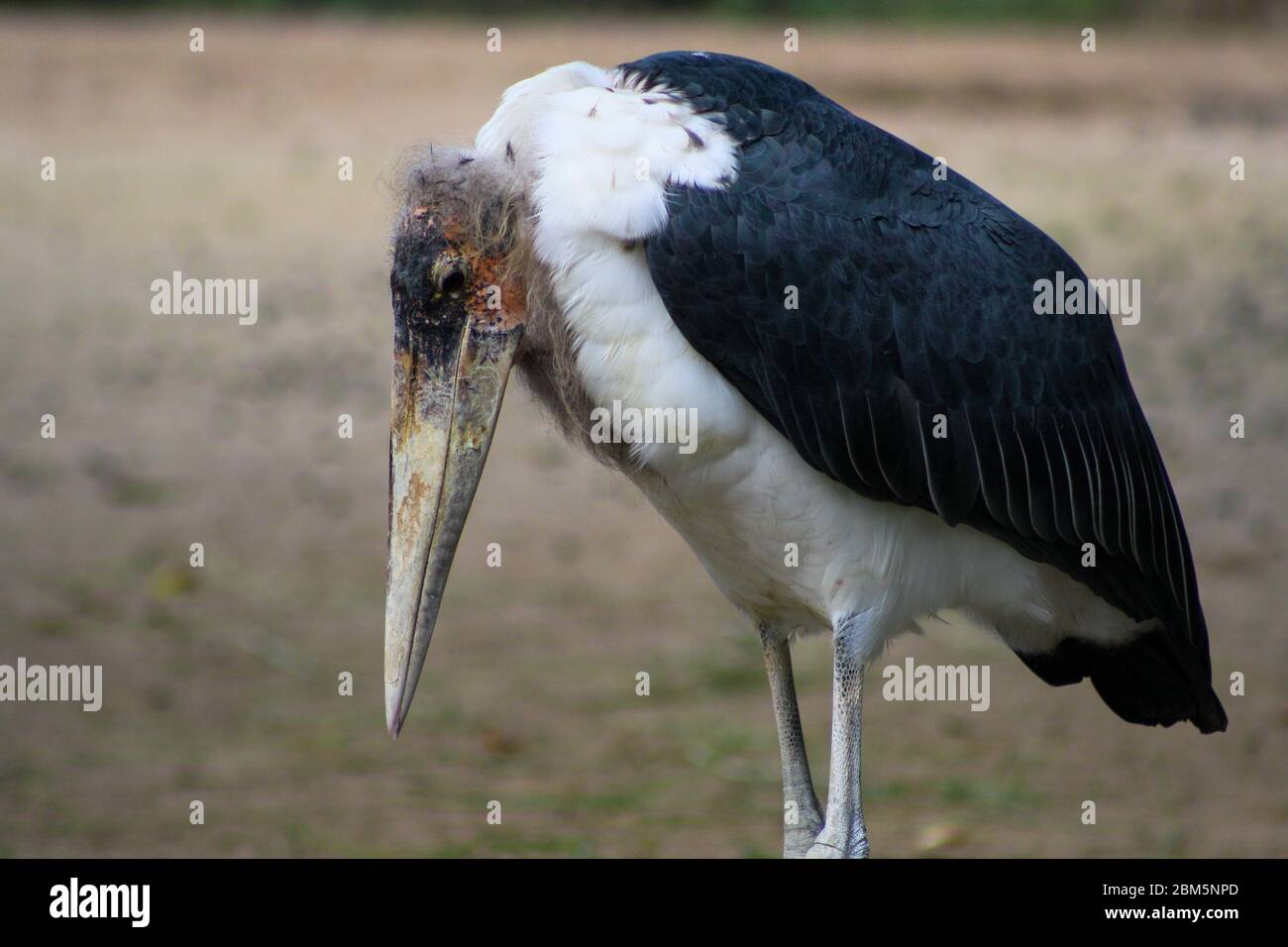 The head of a marabou bird Stock Photo - Alamy