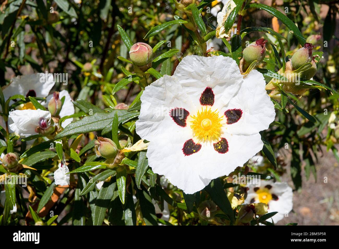 Labdanum tree hi-res stock photography and images - Alamy