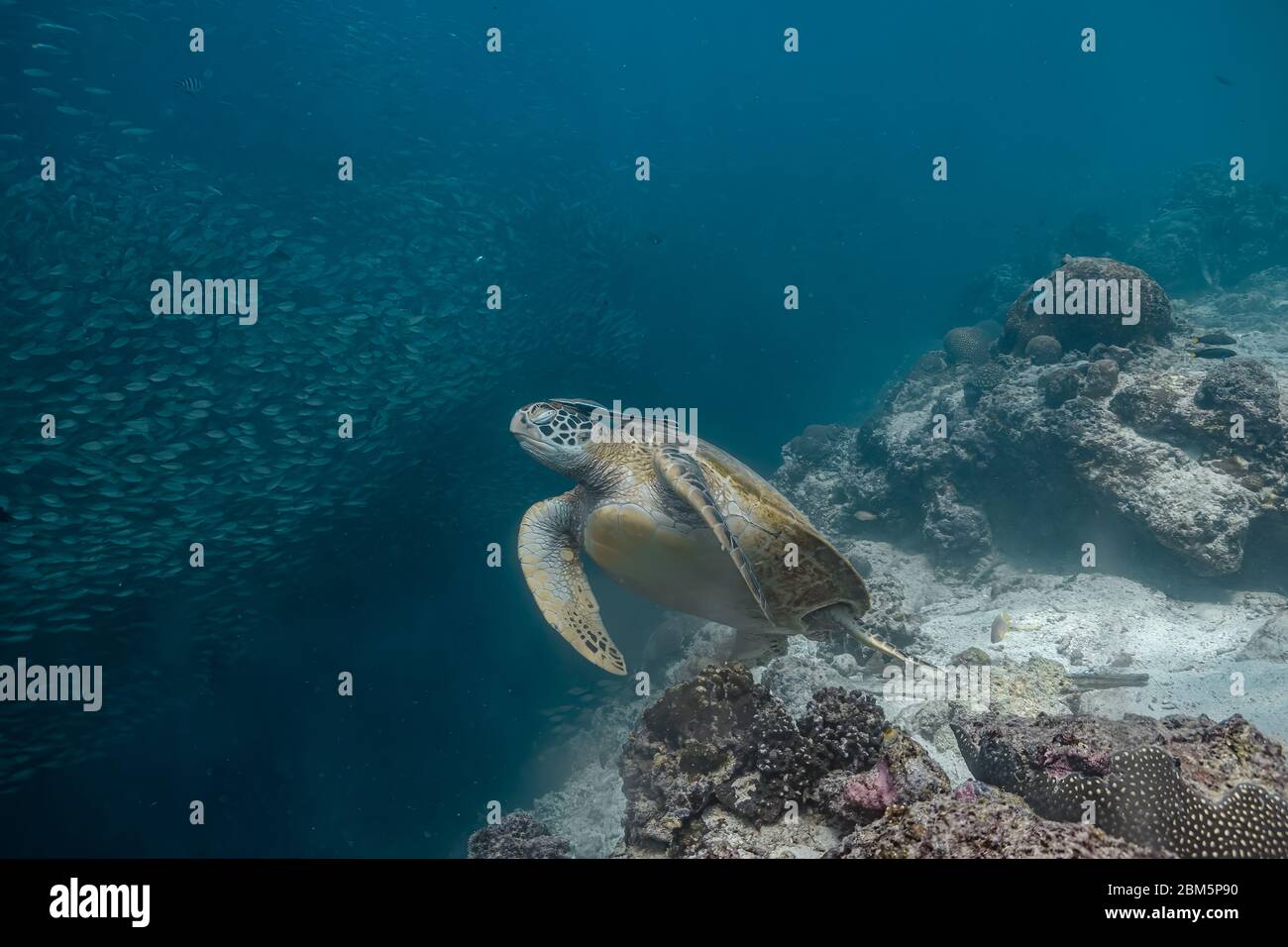 Remora fish attached hi-res stock photography and images - Alamy