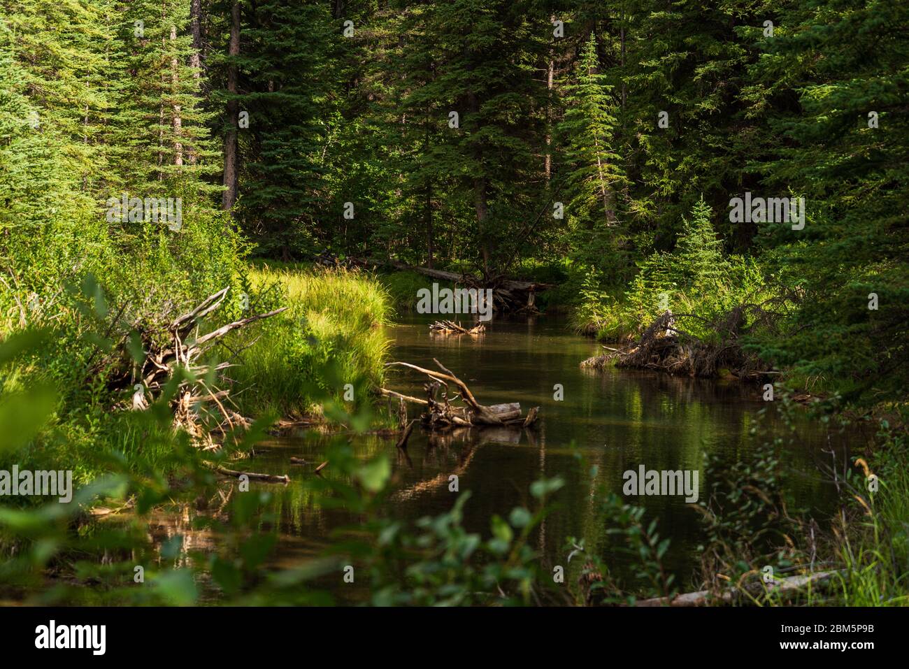 Two Jake lake views, Banff National Park, Alberta, Canada Stock Photo ...