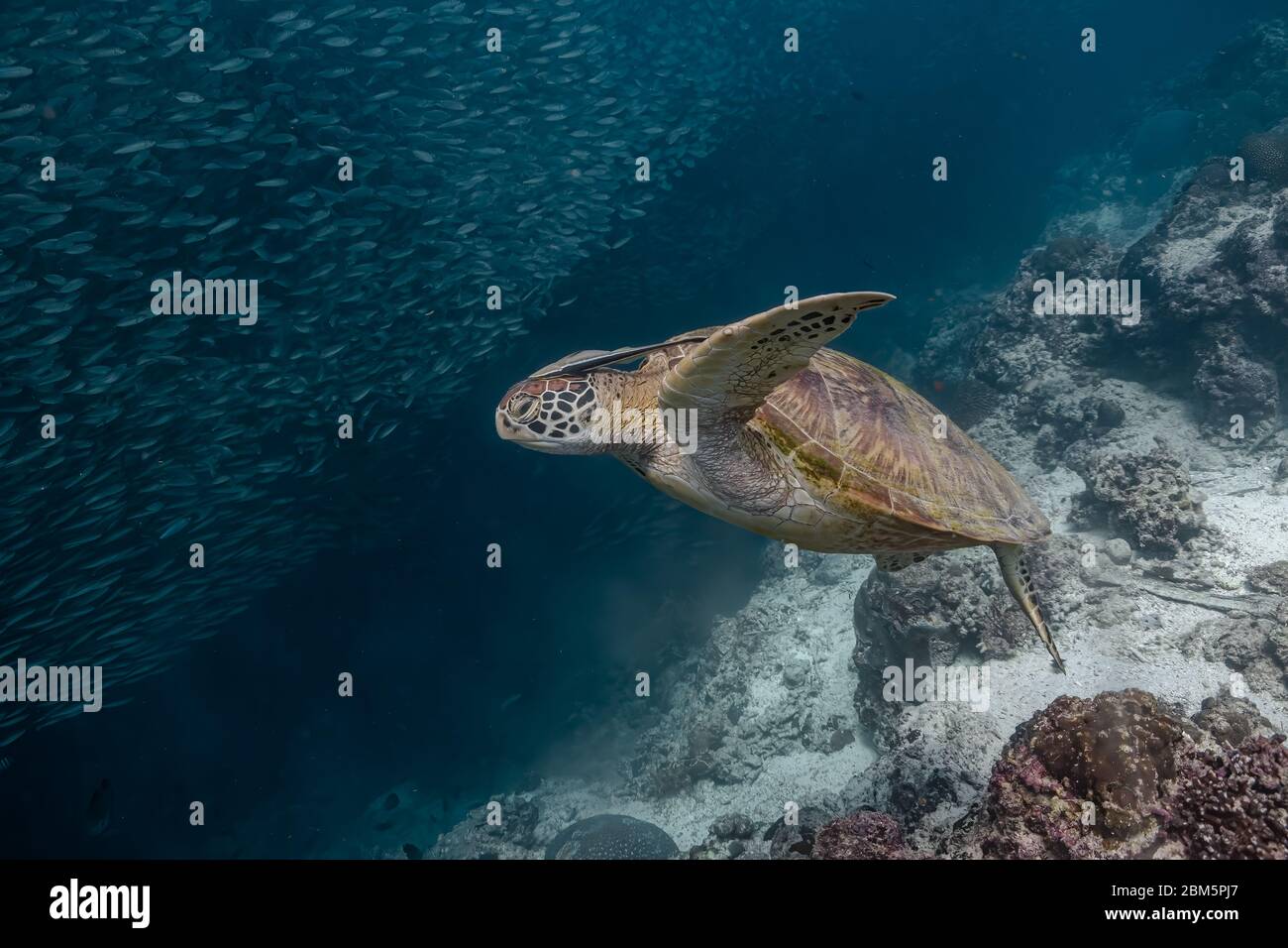 Remora fish hi-res stock photography and images - Alamy