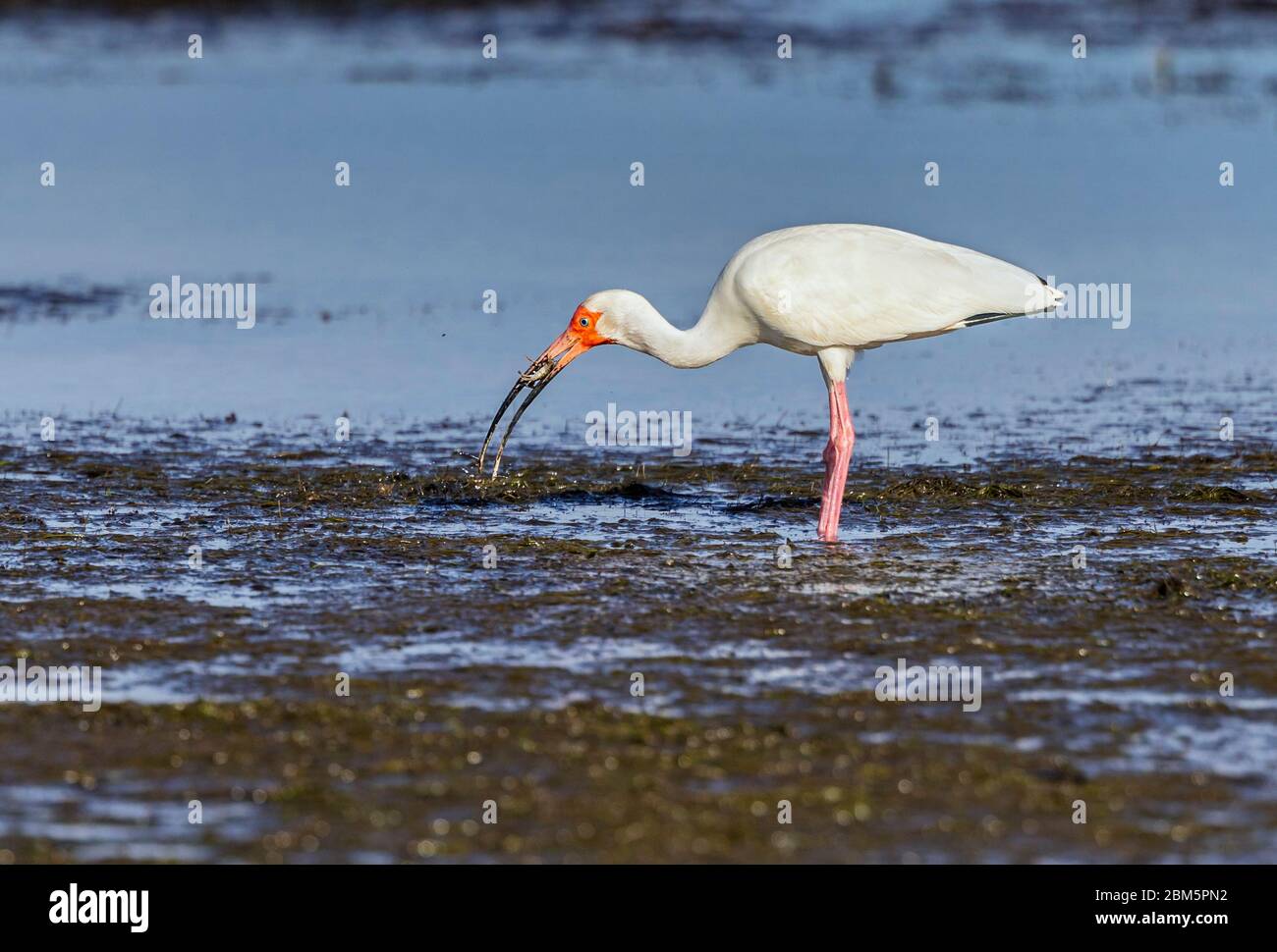 White Ibis feeding in the shallows Stock Photo - Alamy