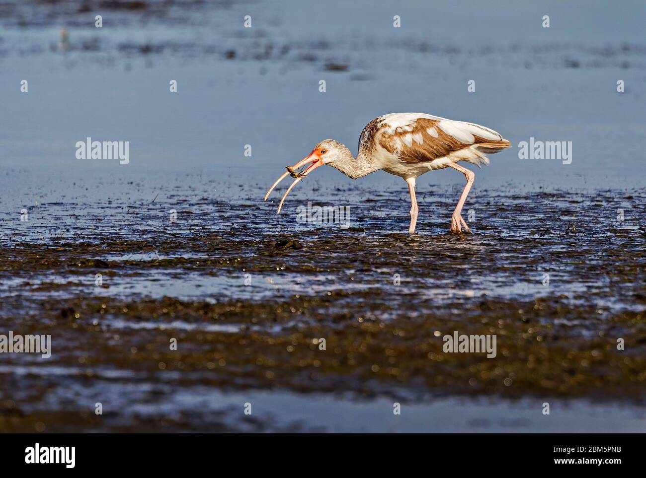 Juvenile american white ibis hi-res stock photography and images - Alamy