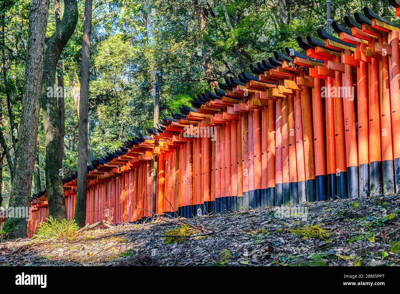 Rows of torii gates hi-res stock photography and images - Alamy