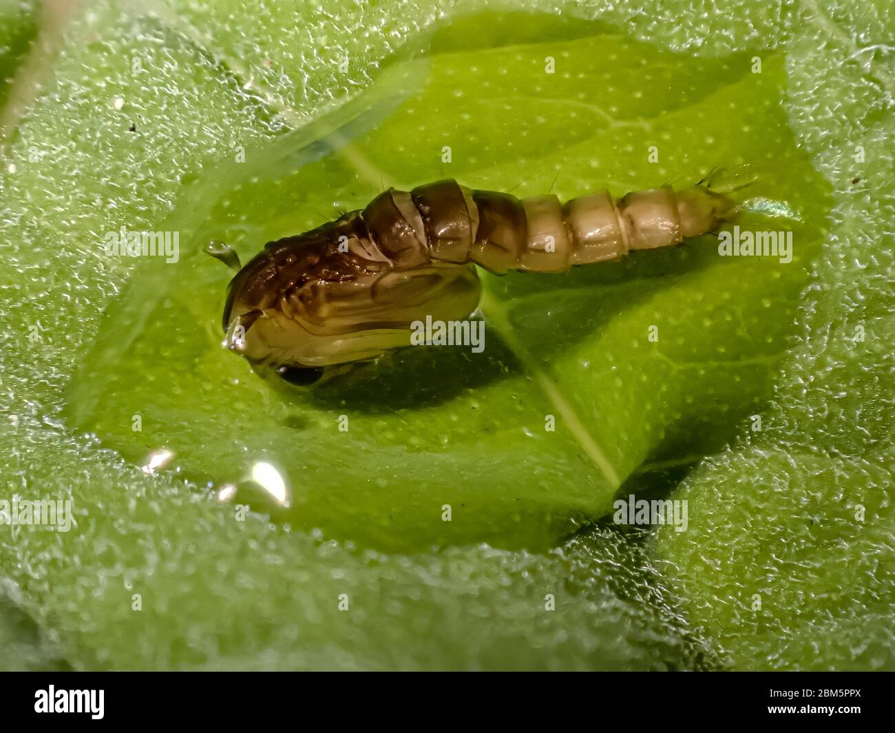 Mosquito life cycle hi-res stock photography and images - Alamy