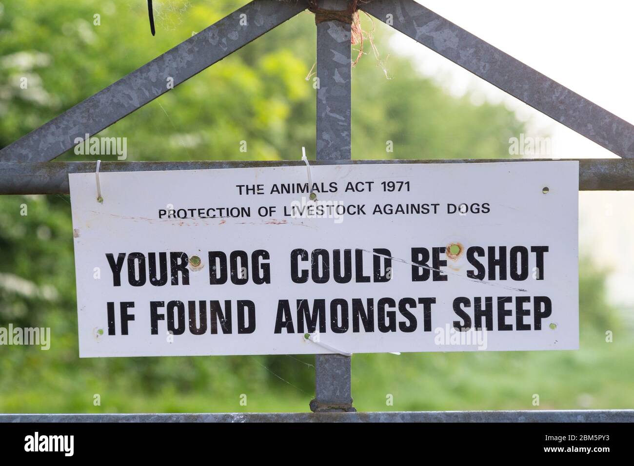 Dog Sheep Shot Warning High Resolution Stock Photography and Images - Alamy