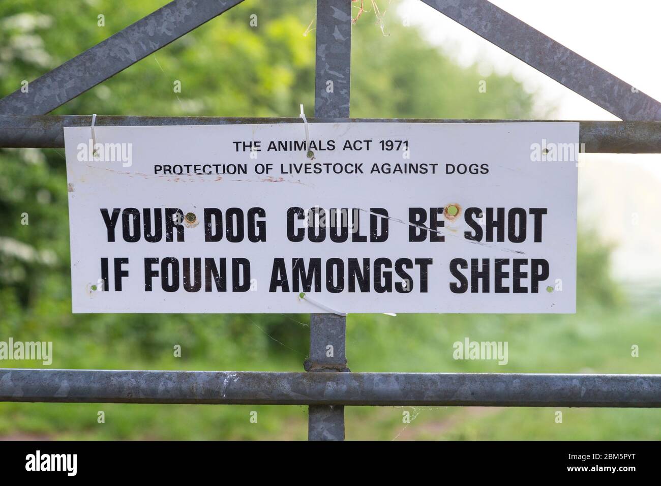 The animals act 1971, your dog could be shot if found amongst sheep ...