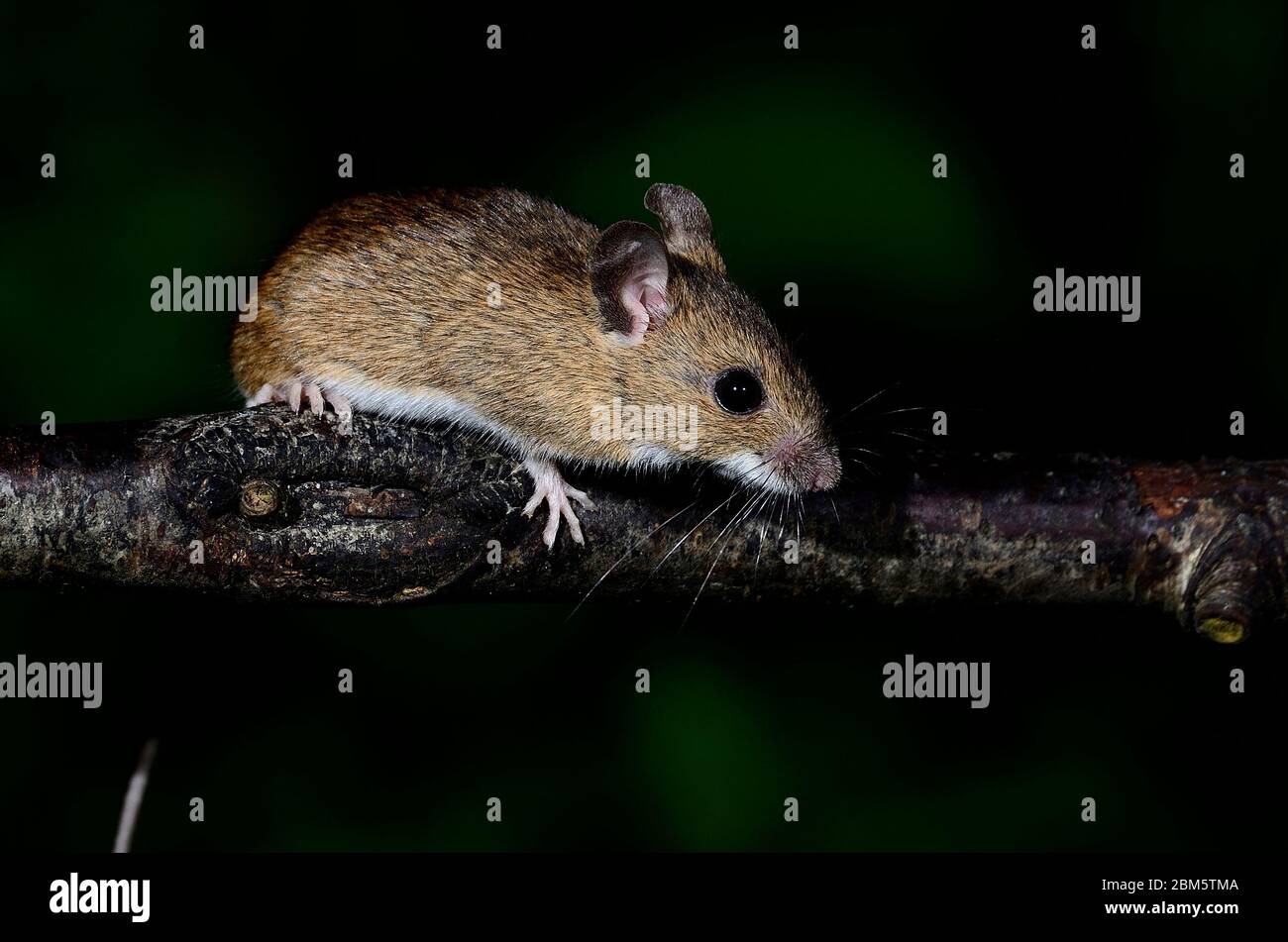 wood mouse apodemus sylvaticus Stock Photo - Alamy