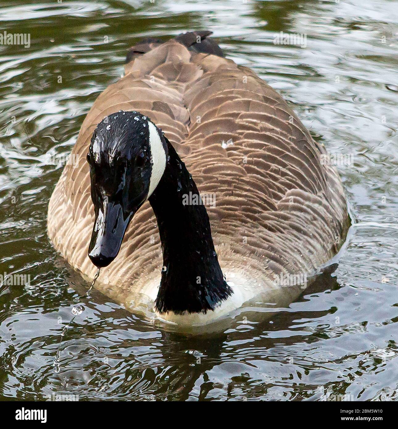 Canadian Geese on public pond Stock Photo - Alamy