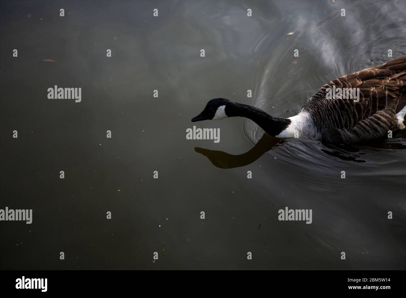 Canadian Geese on public pond Stock Photo - Alamy