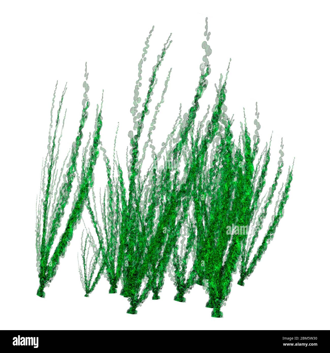 3D rendering of an underwater kelp isolated on white background Stock ...