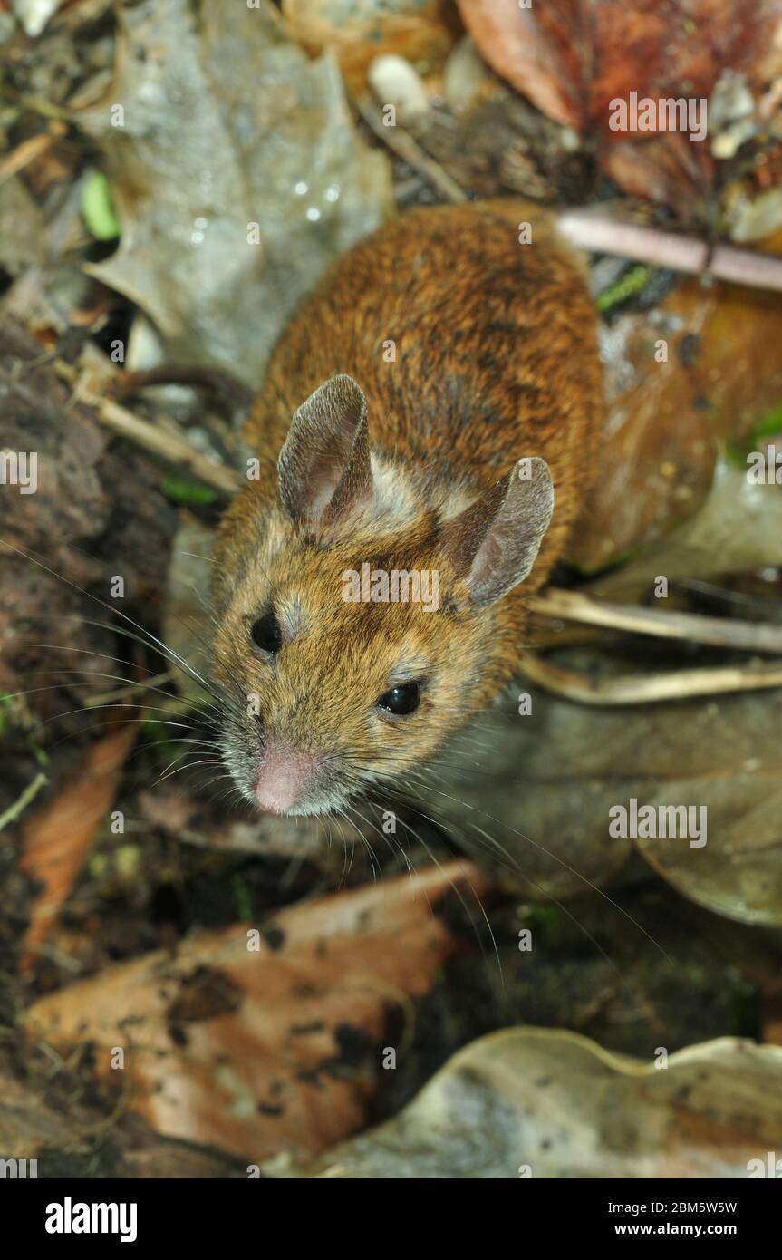 wood mouse apodemus sylvaticus Stock Photo - Alamy