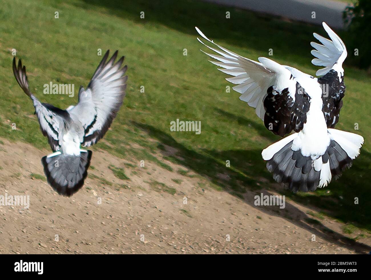 Two pigeons in flight Stock Photo - Alamy