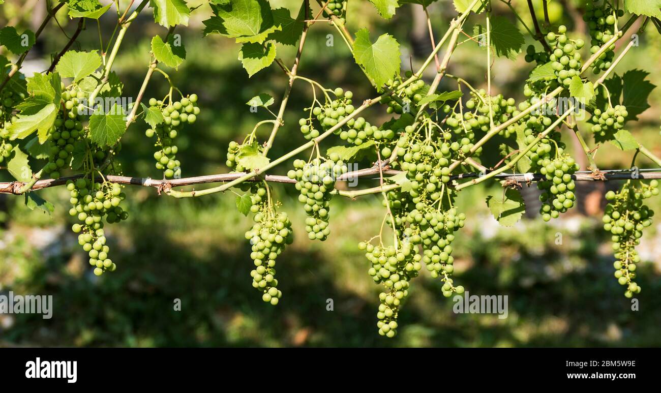 Grape vines hanging in the sunshine at a vinyard in Maine Stock Photo ...