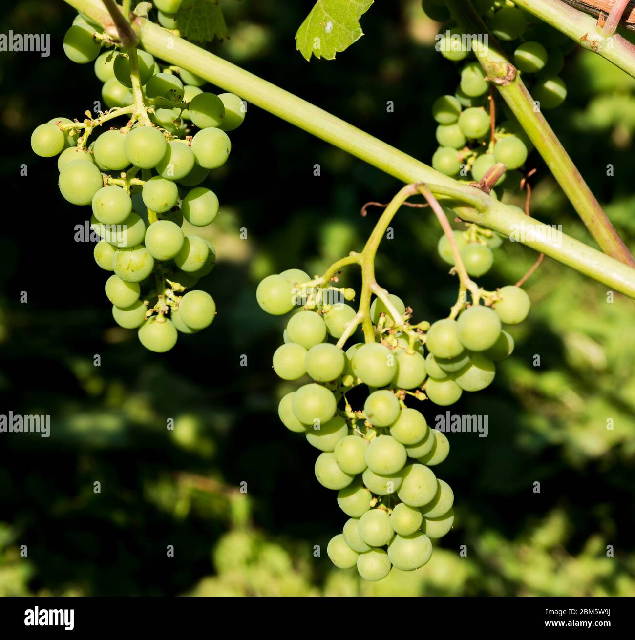 Grape vines in the sunshine at a winery in Maine Stock Photo - Alamy