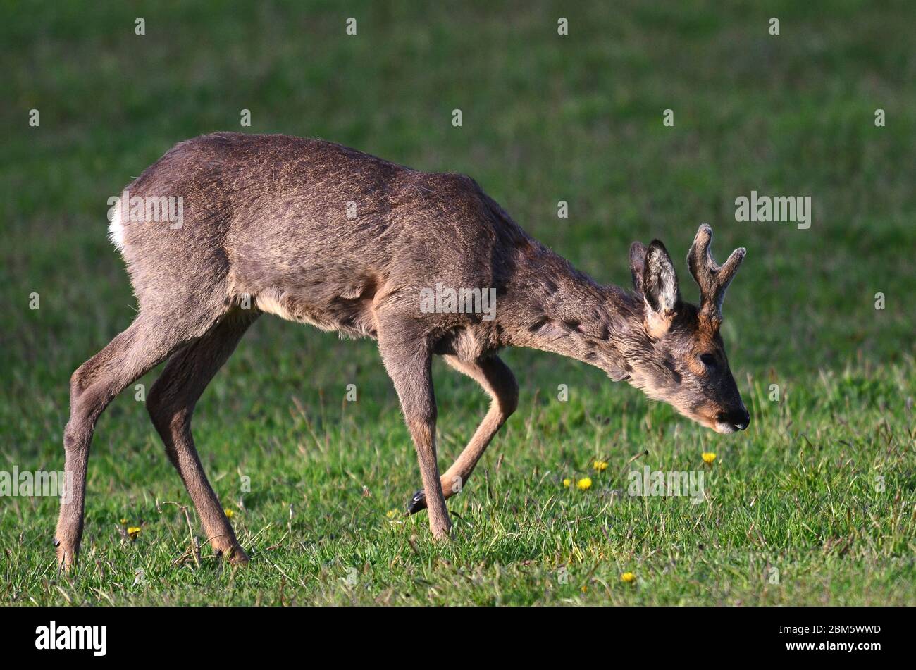 Adult roe buck in velvet Stock Photo - Alamy