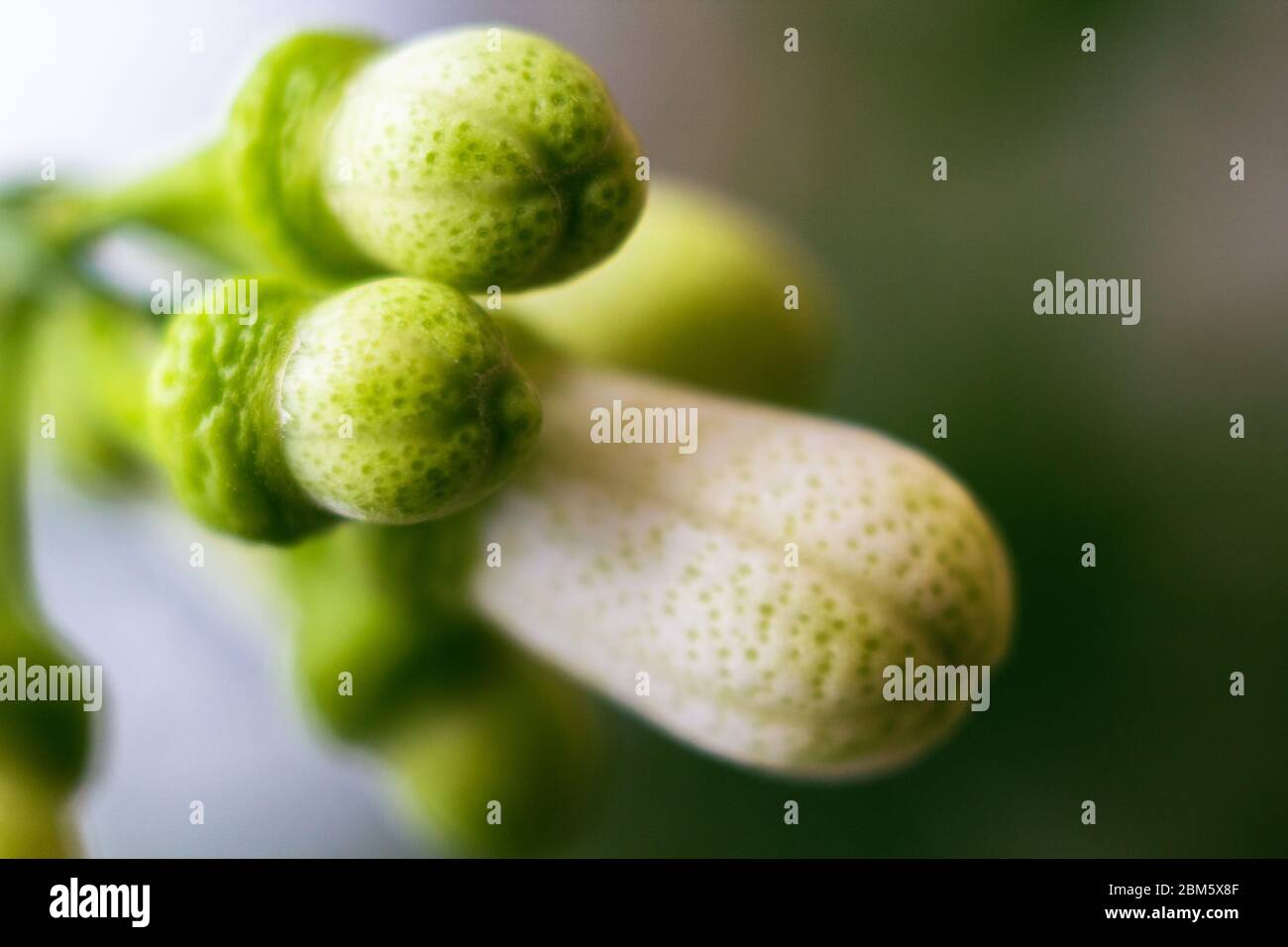 Close up view of several tiny lemons. Closed growing buds on a tree ...
