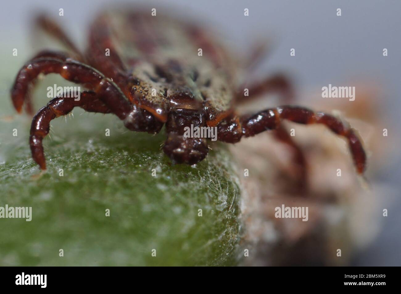 Super macro close up of parasitic Dermacentor reticulatus, also known ...