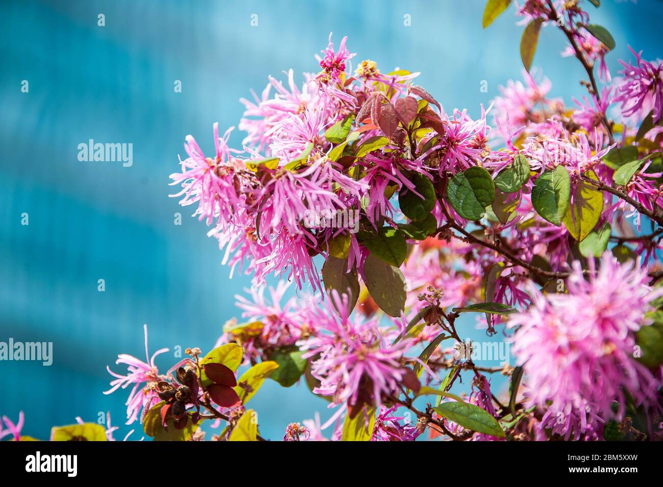 Loropetalum Chinense known as Chinese fringe flower or Chinese witch ...